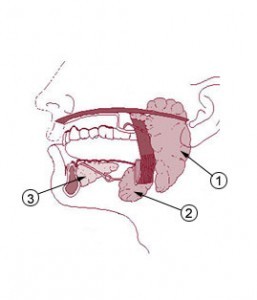 Saliva Secretion and Salivary Glands (Parotid, Sublingual ...