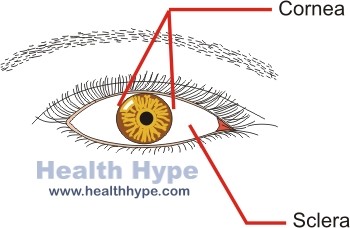 The Human Eye (Eyeball) Diagram, Parts and Pictures - Healthhype