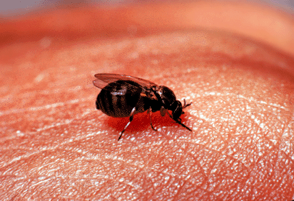 Skin Worms (Cutaneous Filariasis) Types, Treatment, Prevention - Healthhype