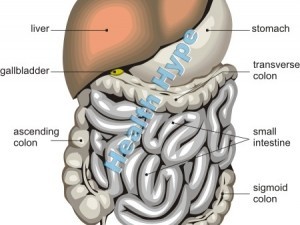 Burst Bowels - Causes of Small or Large Bowel Tears - Healthhype