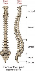 Parts of the Spine - Anatomy, Picture, Spinal Column, Backbone - Healthhype