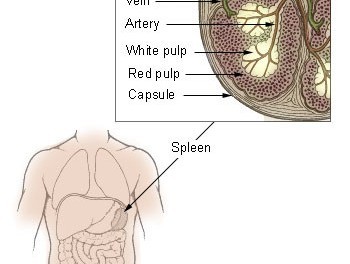 Spleen Pain Location, Pictures, Symptoms and Causes | Healthhype.com