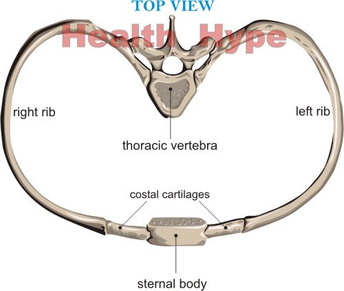 Popping, Cracking, Clicking Sternum (Breastbone) Location and Causes ...