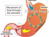 Normal and Delayed Gastric Empting (Slow Stomach) - Healthhype