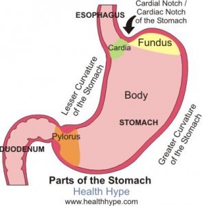 Normal and Delayed Gastric Empting (Slow Stomach) - Healthhype