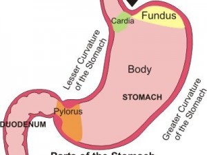 Gastric Pain - Causes of Pains in the Stomach - Healthhype