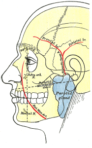 Temporal Arteritis (Giant Cell Arteritis) Causes, Symptoms, Treatment ...