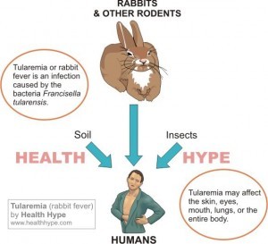Rabbit Fever (Tularemia) - Healthhype