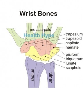 Wrist Joint, Hand and Finger Joints and Bones (Pictures) - Healthhype